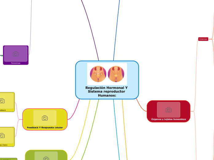 Regulación Hormonal Y Sistema reproductor ...- Mind Map